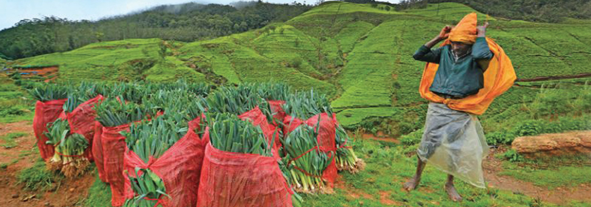 Vegetables |Fruit and Vegetables| Fresh Fruits and Vegetables online