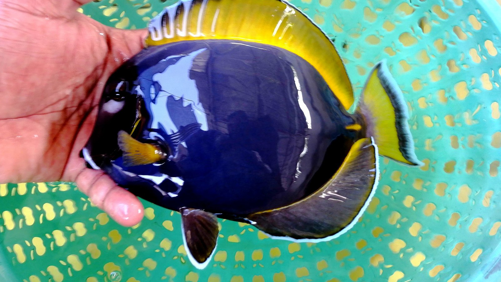 Marine Fish Information - Infoupdate.org