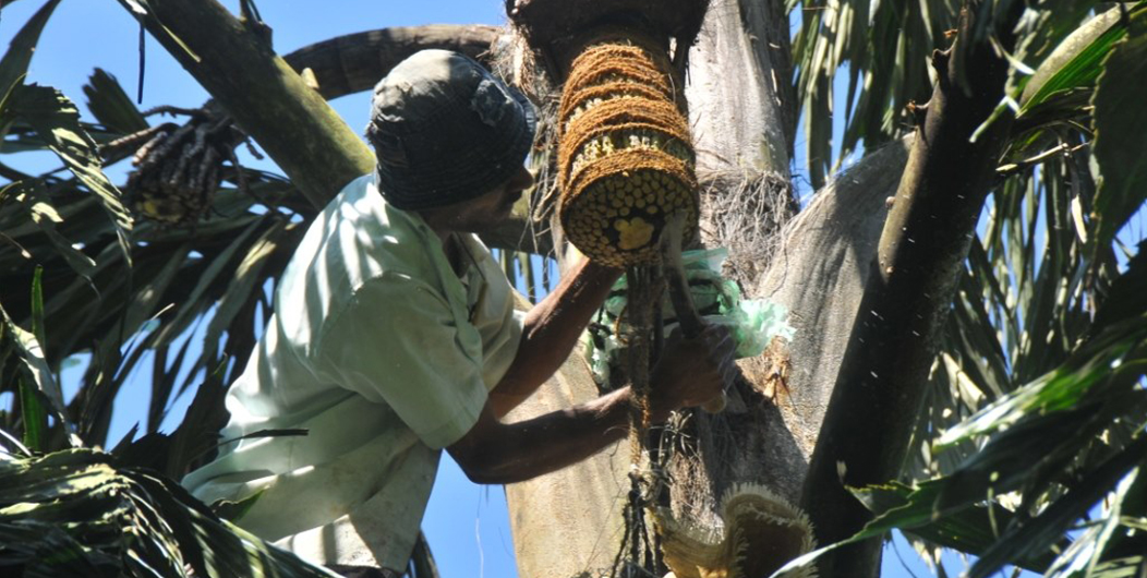 Kithul or the Jaggery Palm - A Versatile Food Source from Sri Lanka